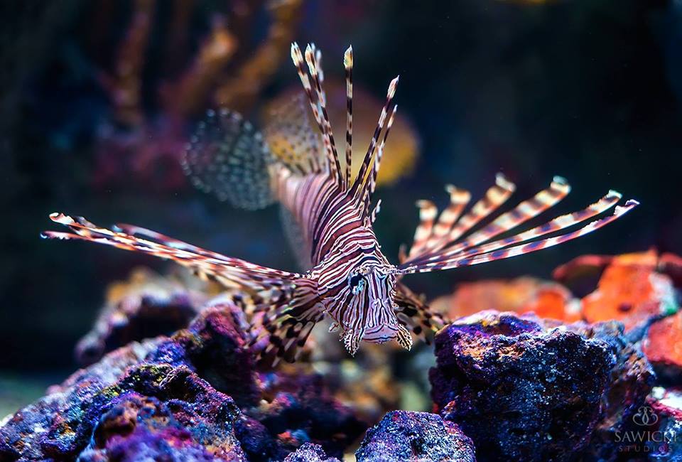 VIA Aquarium Rotterdam NY Family Entertainment 1 Capital Reviews VIA Aquarium Rotterdam NY Family Entertainment 1 Capital Reviews